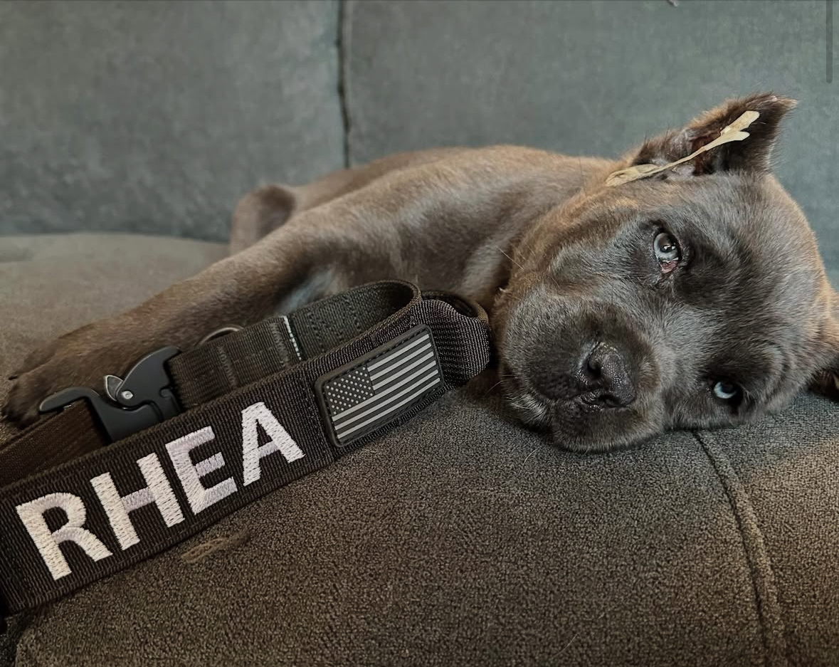 Testimonials – Available Frenchie & Cane Corso Puppies California | Akc ...